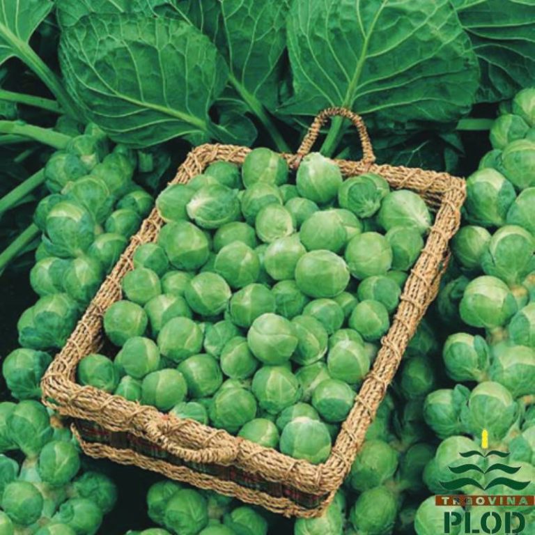 Kelj LONG ISLAND - Trgovina Plod