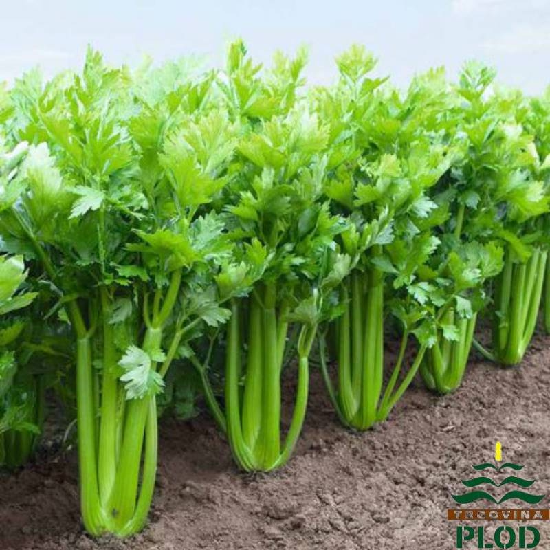 Celer LISTA Trgovina Plod Celer LISTA Trgovina Plod
