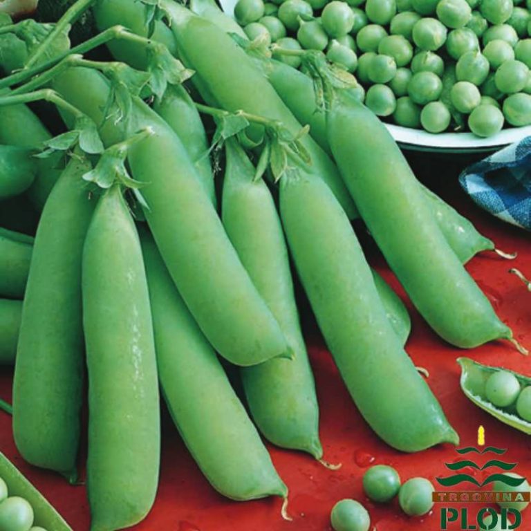 Grašak niski MALI PROVANSALAC - Trgovina Plod