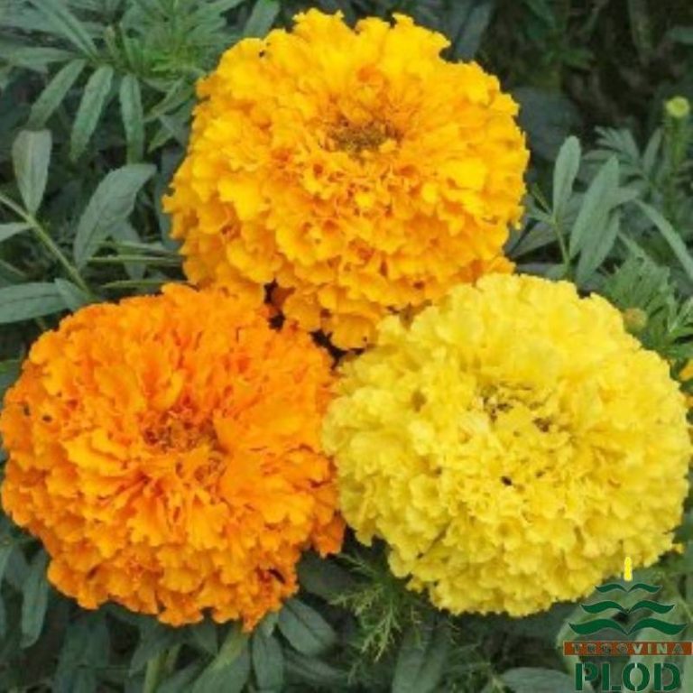 Kadifica SIERRA MIX - Trgovina Plod